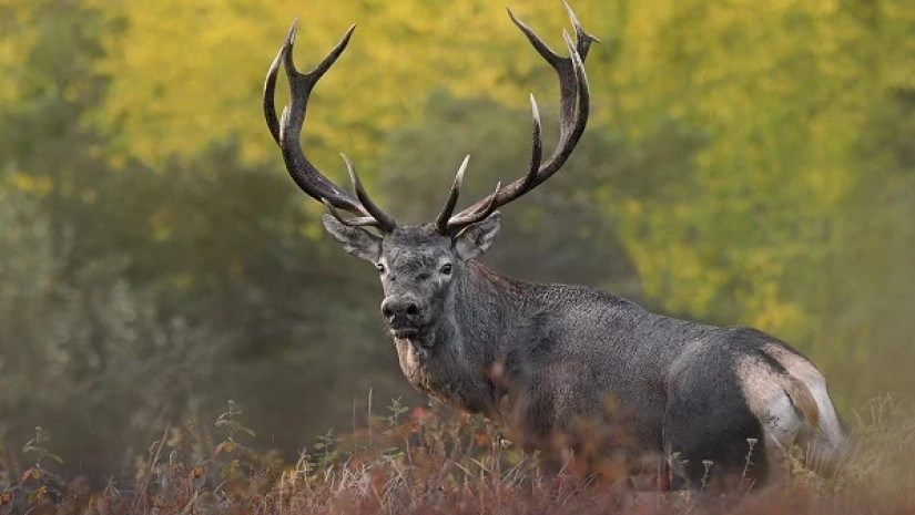 ცხოველთა სახეობები რომლებიც რამდენიმე წლის წინ გადაშენების პირას იყვნენ ...